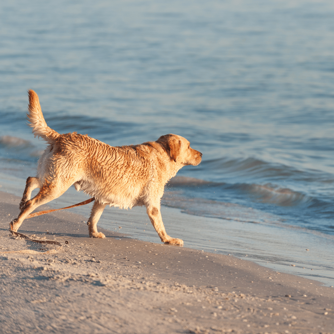 The Ultimate Guide to Pet Friendly Vacation Rentals in Michigan